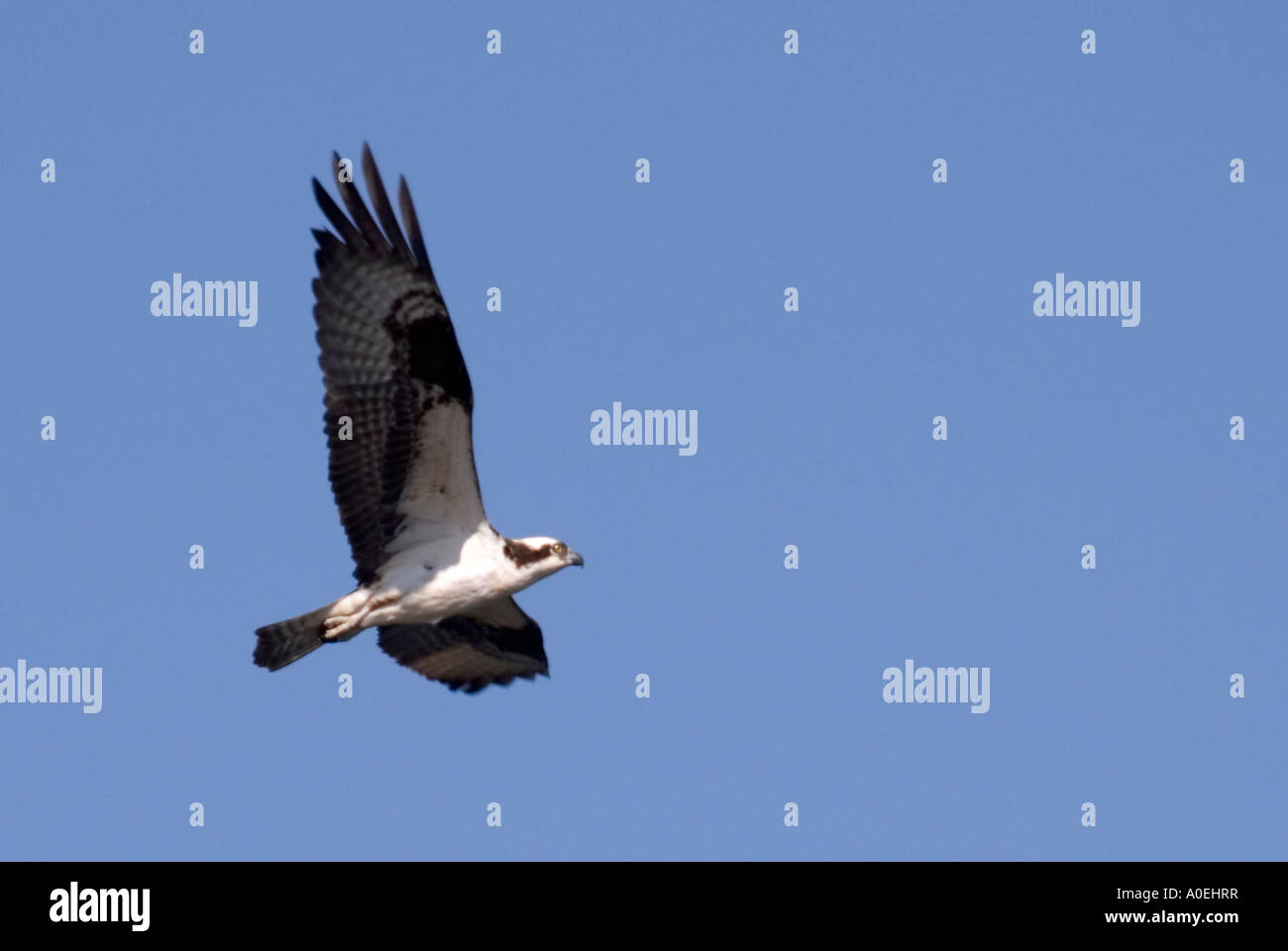 Osprey in flight Stock Photo - Alamy