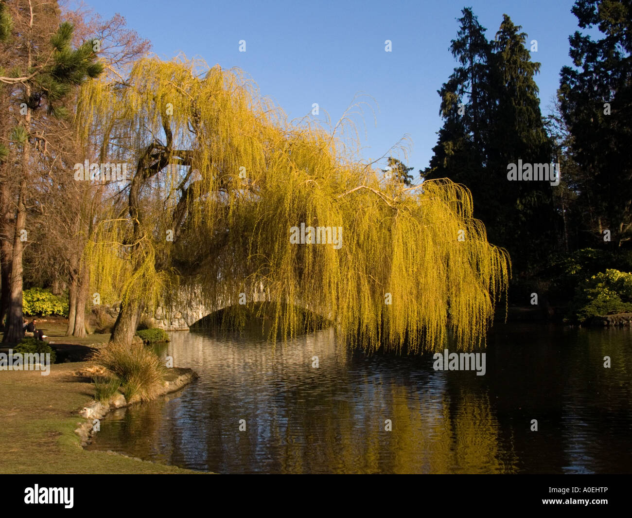 Weeping willow, Victoria, BC, Canada Stock Photo - Alamy