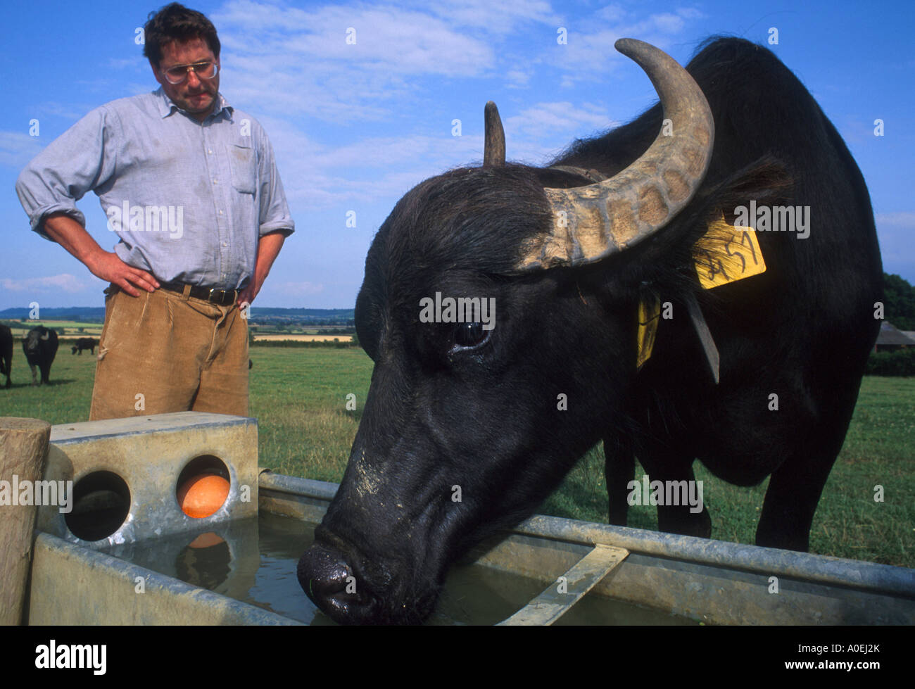 Farmer Bob Palmer with one of his water buffalo herd at Idlicote UK ...