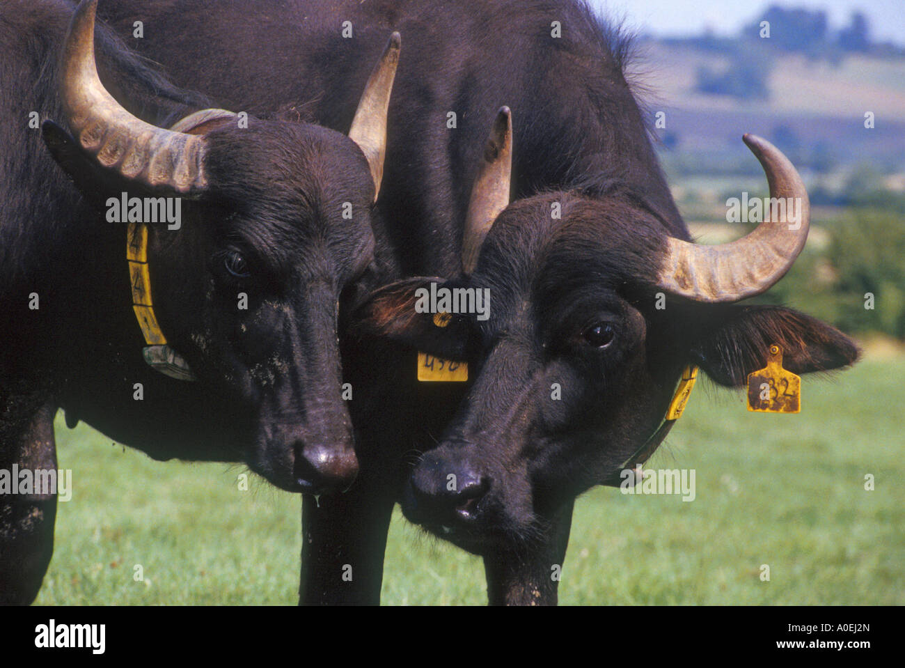 Water buffalo at Idlicote UK Stock Photo - Alamy