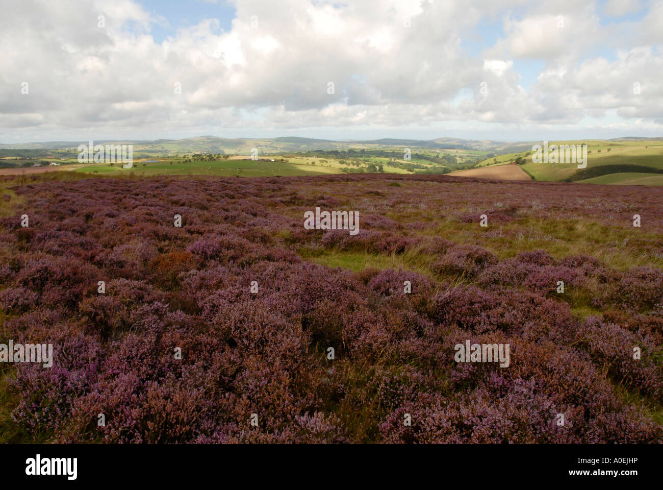 Hiraethog hi-res stock photography and images - Alamy
