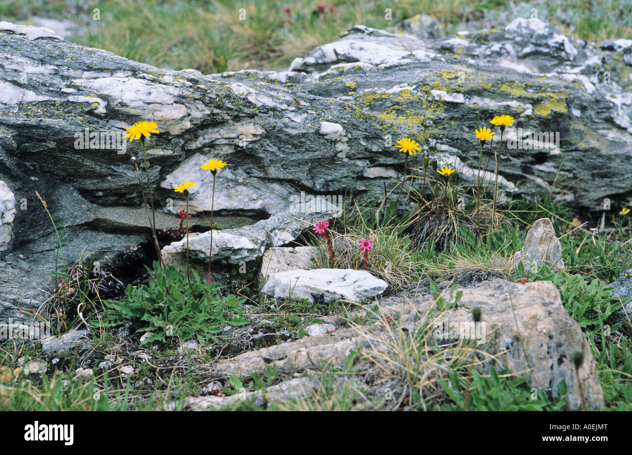 Alpine plants Alps Switzerland Stock Photo - Alamy