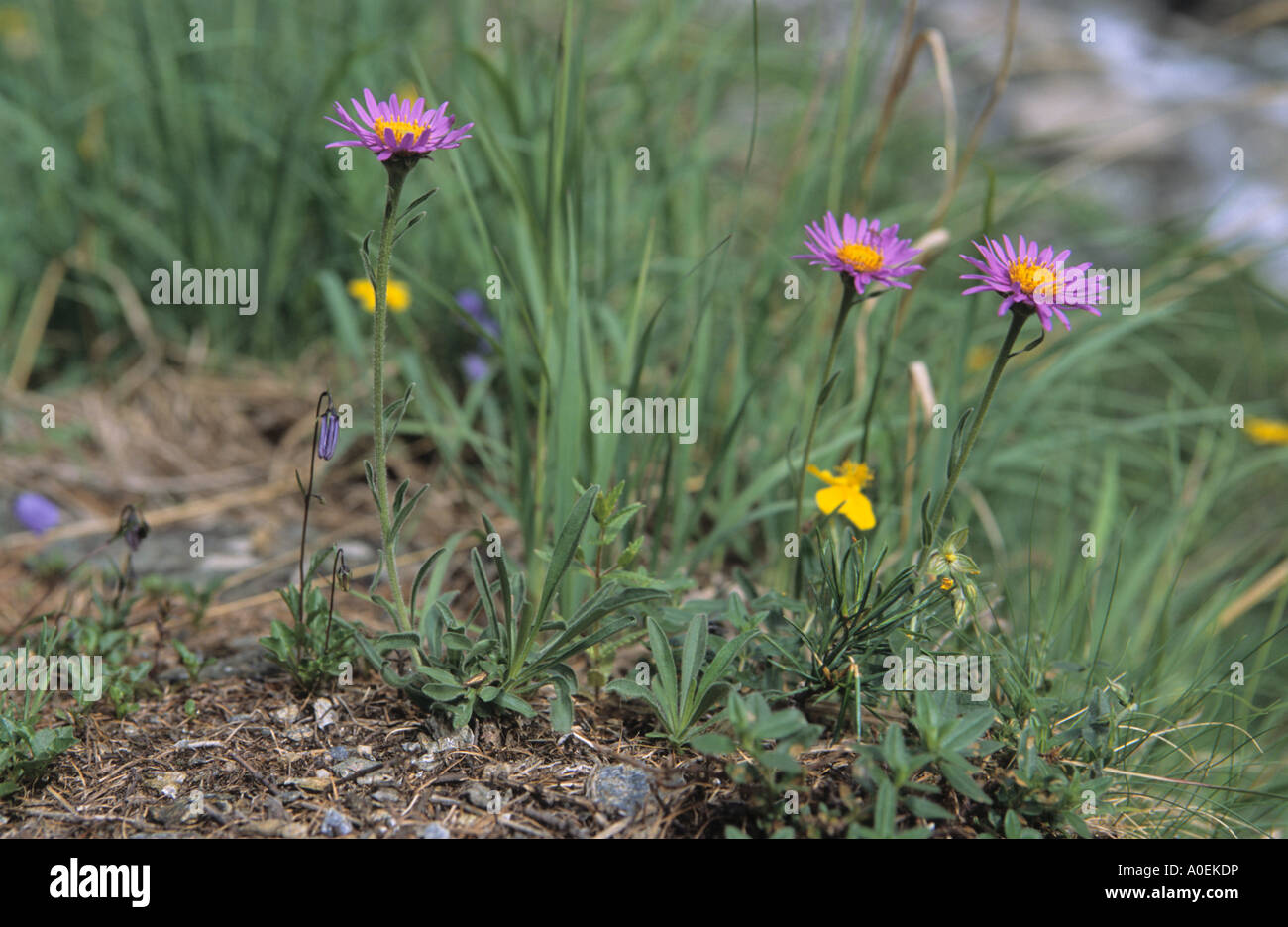 Group of Alpine plants with Alpine Aster Aster alpinus Alps Switzerland ...
