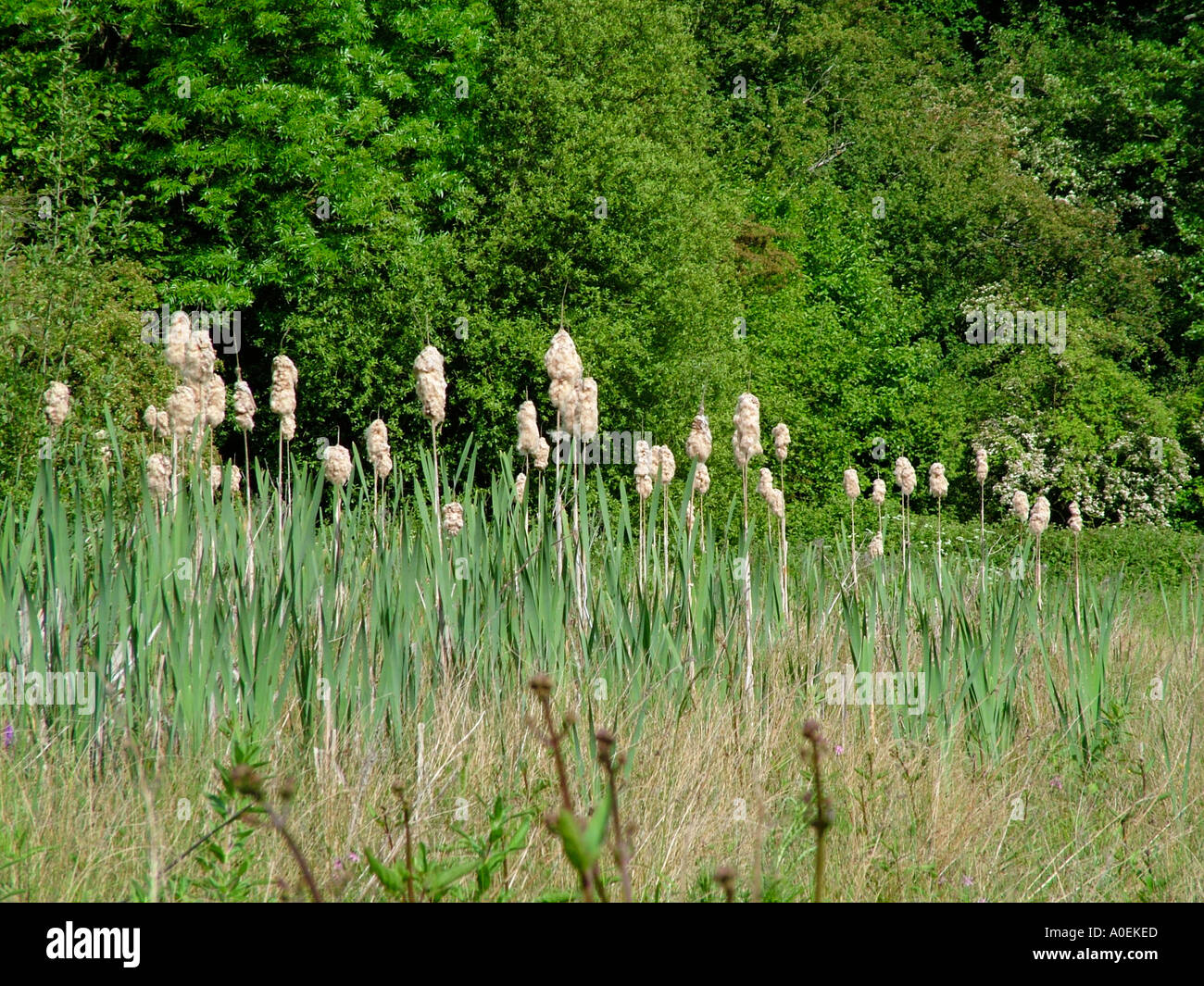 Cowden kent hi-res stock photography and images - Alamy