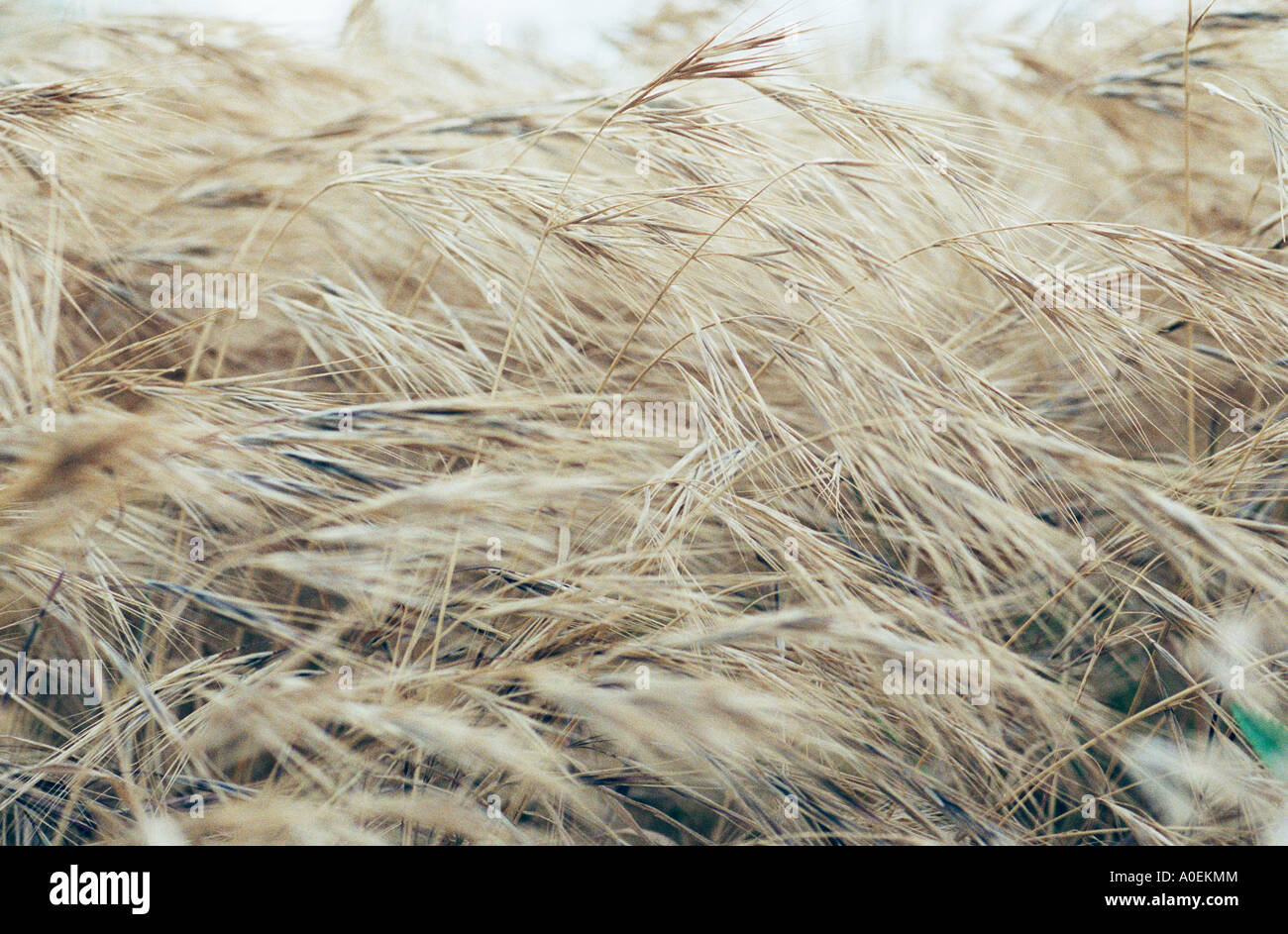 Closeup of dry wild grasses with seed heads southern California ...