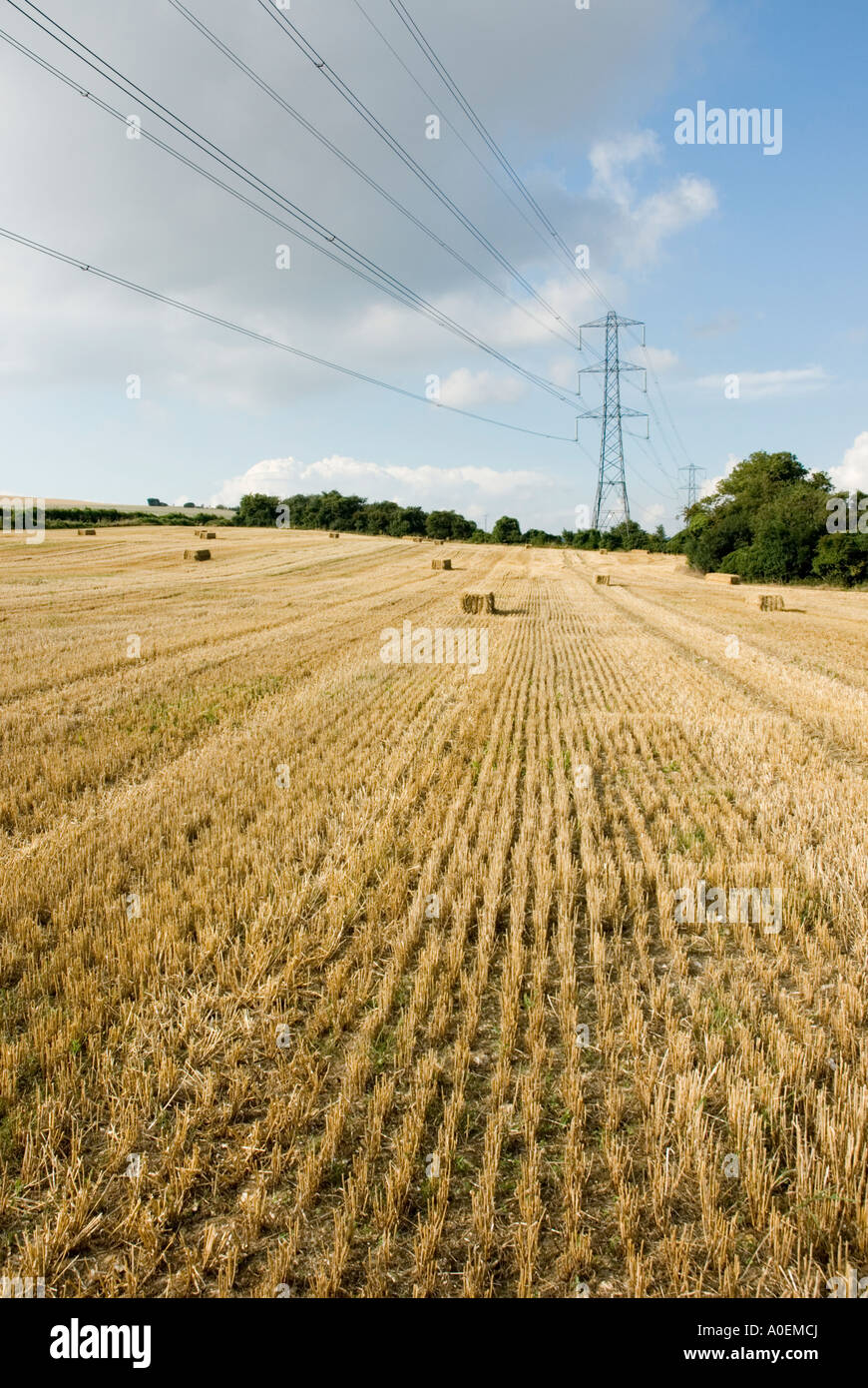 Cut field of corn with plyon Stock Photo - Alamy