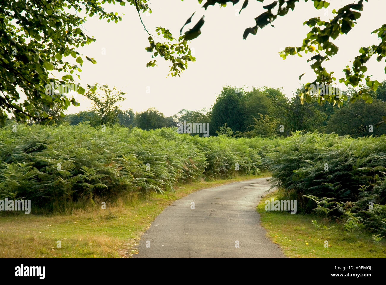 Single track road ahead hi-res stock photography and images - Alamy