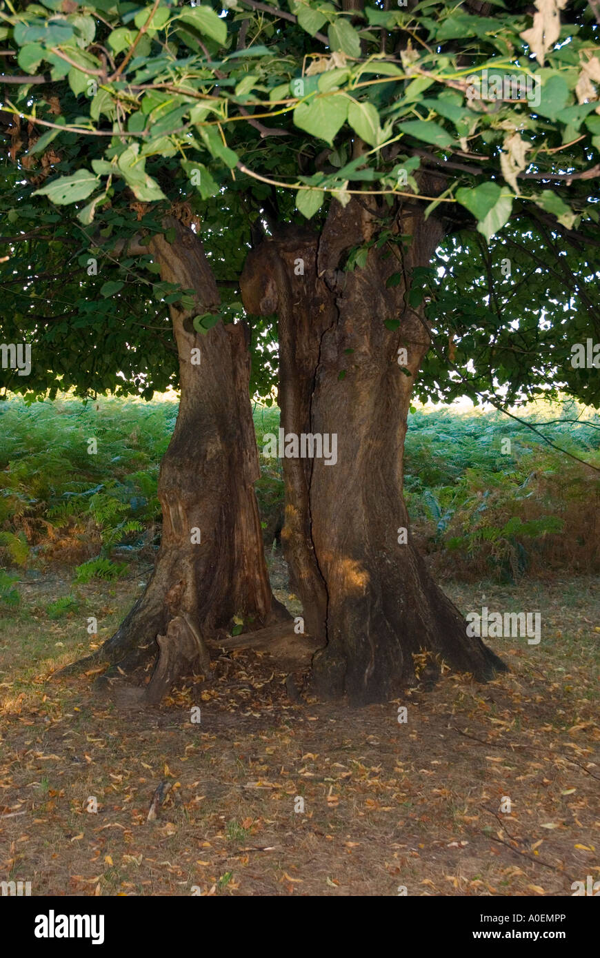 Tree split in two, Bushey Park, London Stock Photo - Alamy