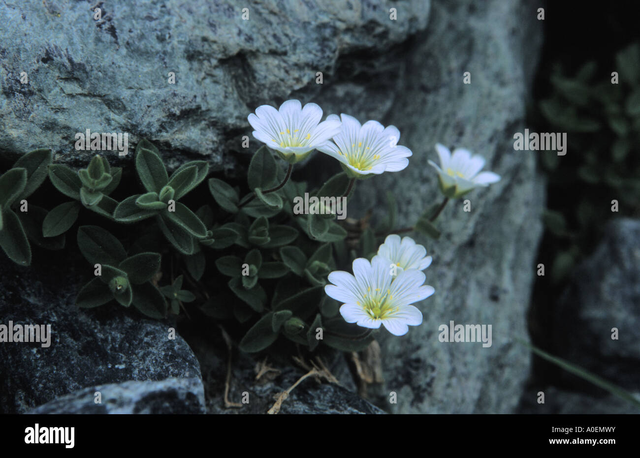Mouse ear flowers Cerastium Alps Switzerland Stock Photo - Alamy