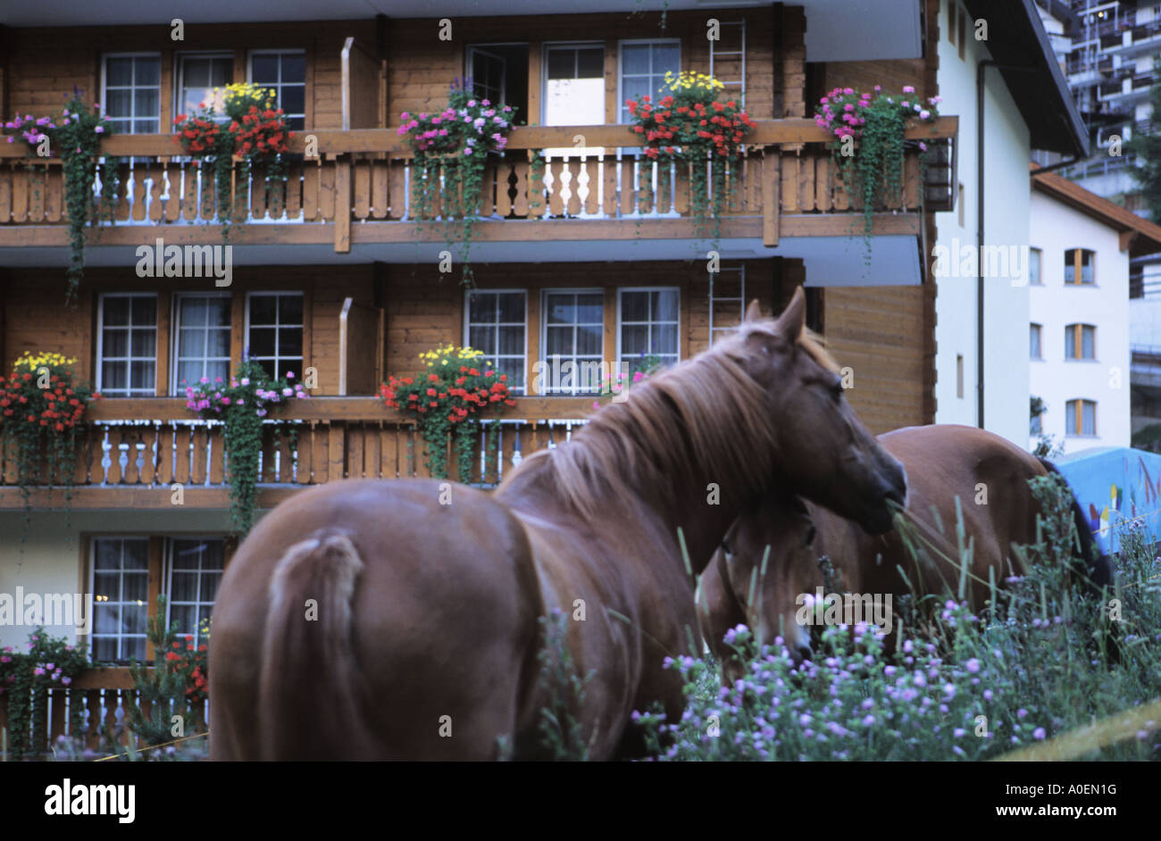 Horse in zermatt hi-res stock photography and images - Alamy