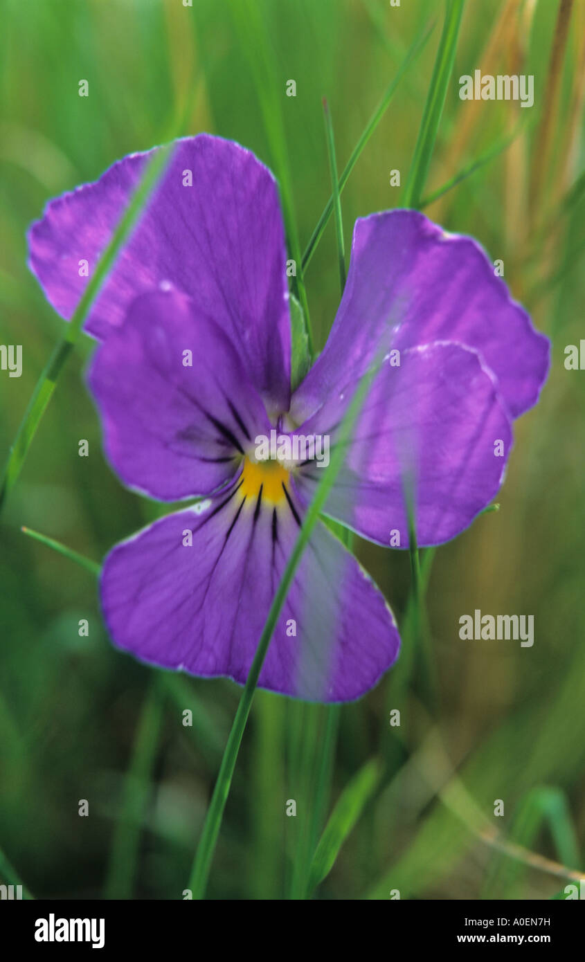 Soft petals switzerland hi-res stock photography and images - Alamy