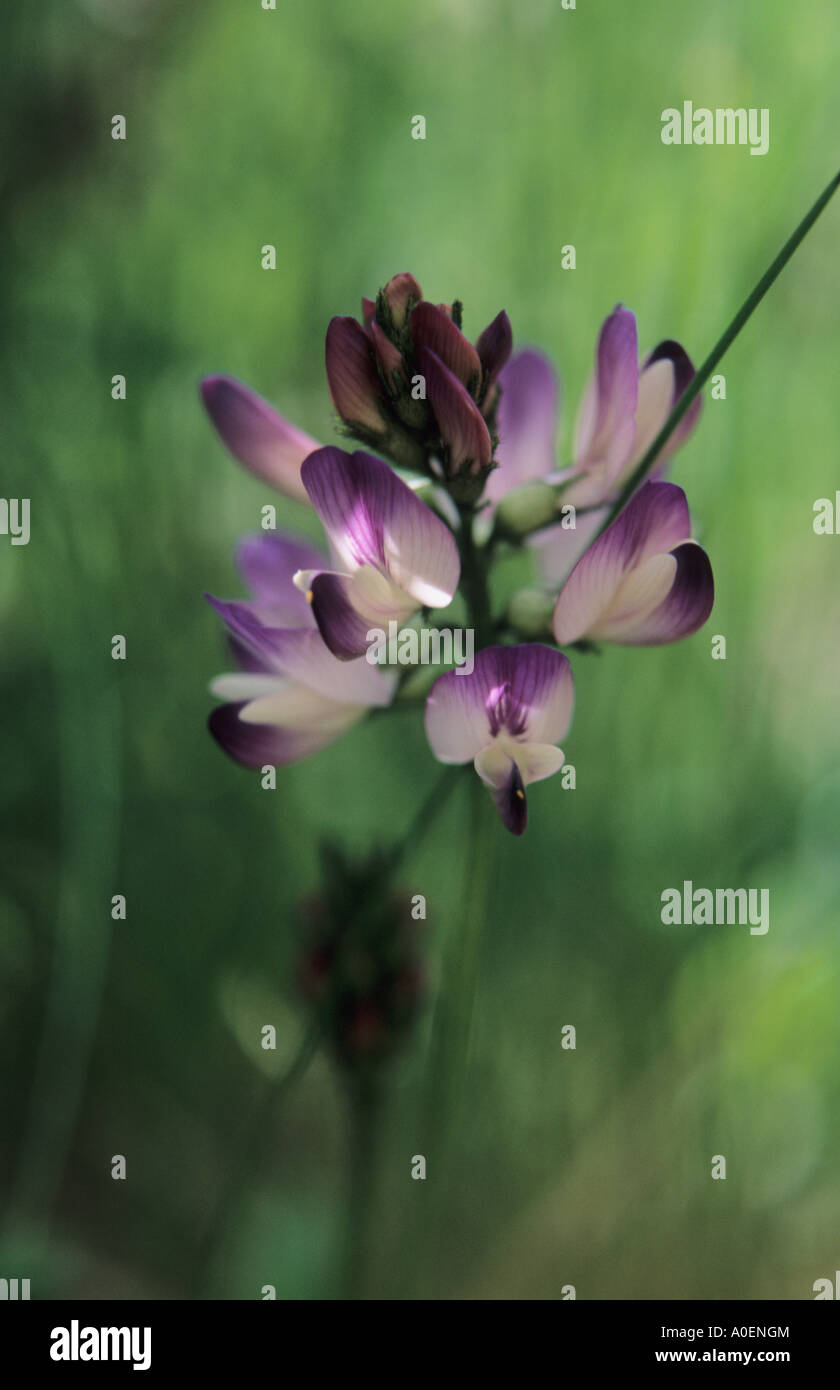 Close up of Alpine Milk vetch Astragalus alpinus inflorescence Alps ...