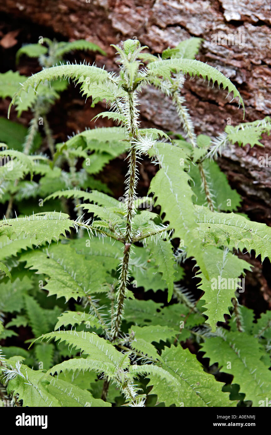 Ongaonga hi-res stock photography and images - Alamy