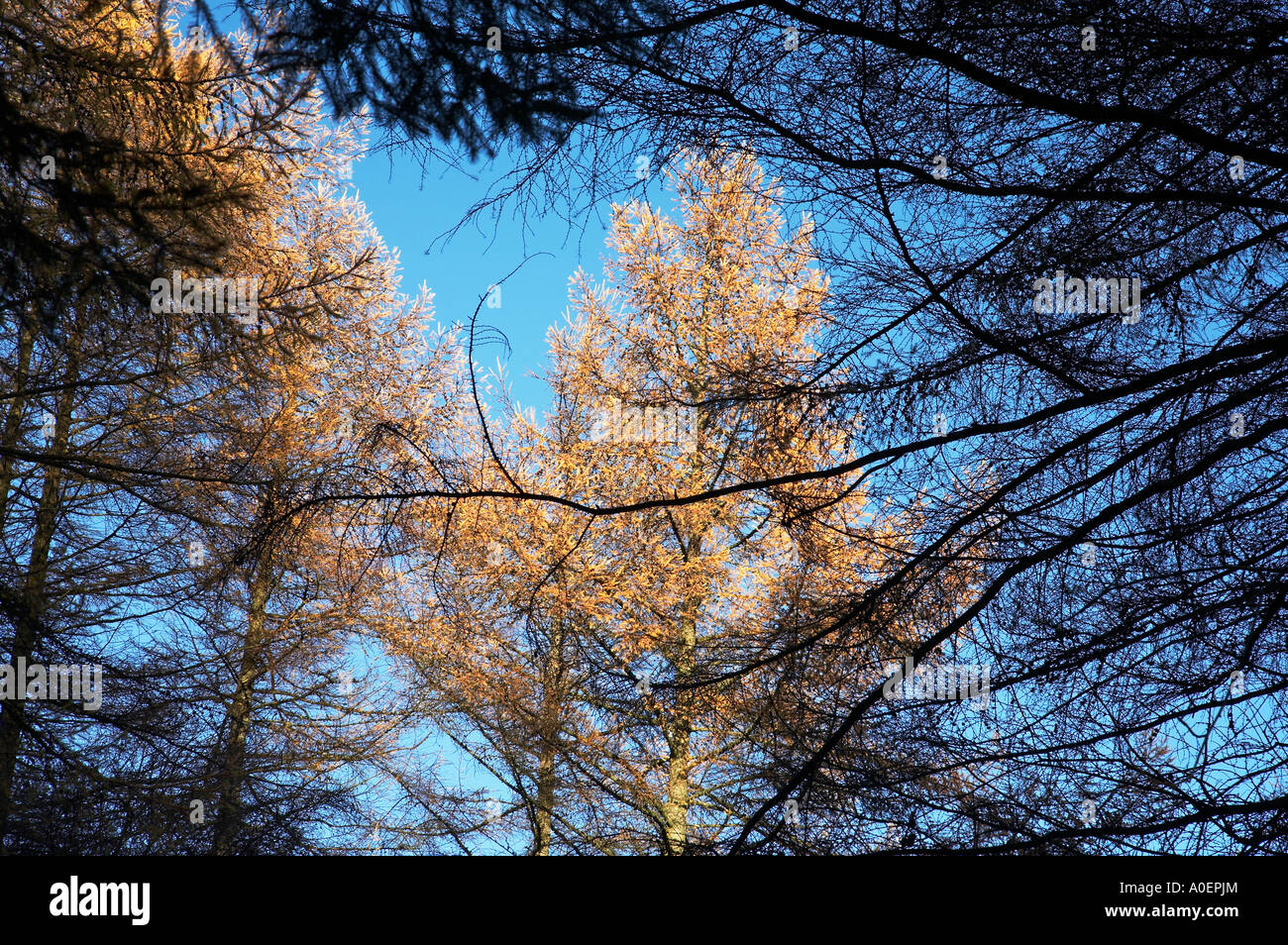 Talybont Forest High Resolution Stock Photography and Images - Alamy