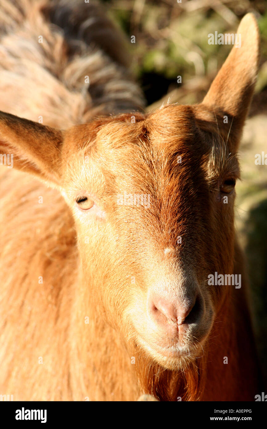 Golden guernsey goat hi-res stock photography and images - Alamy