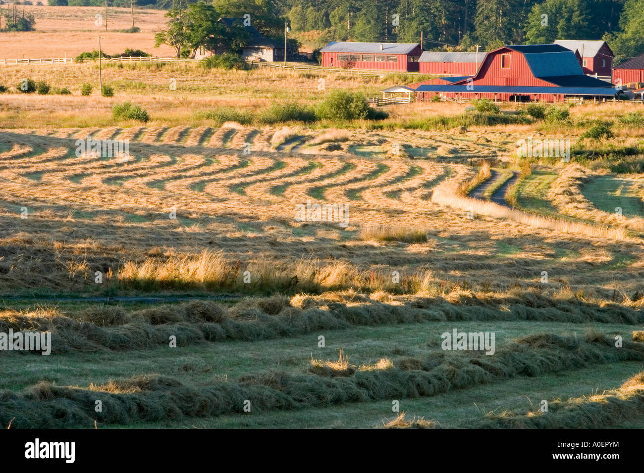 Farm and hay field with a red barn Stock Photo - Alamy