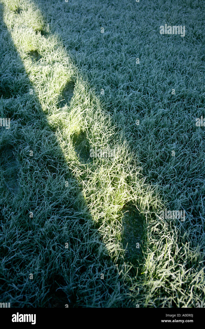 Footsteps in frosty grass first thing on a winter morning Stock Photo ...