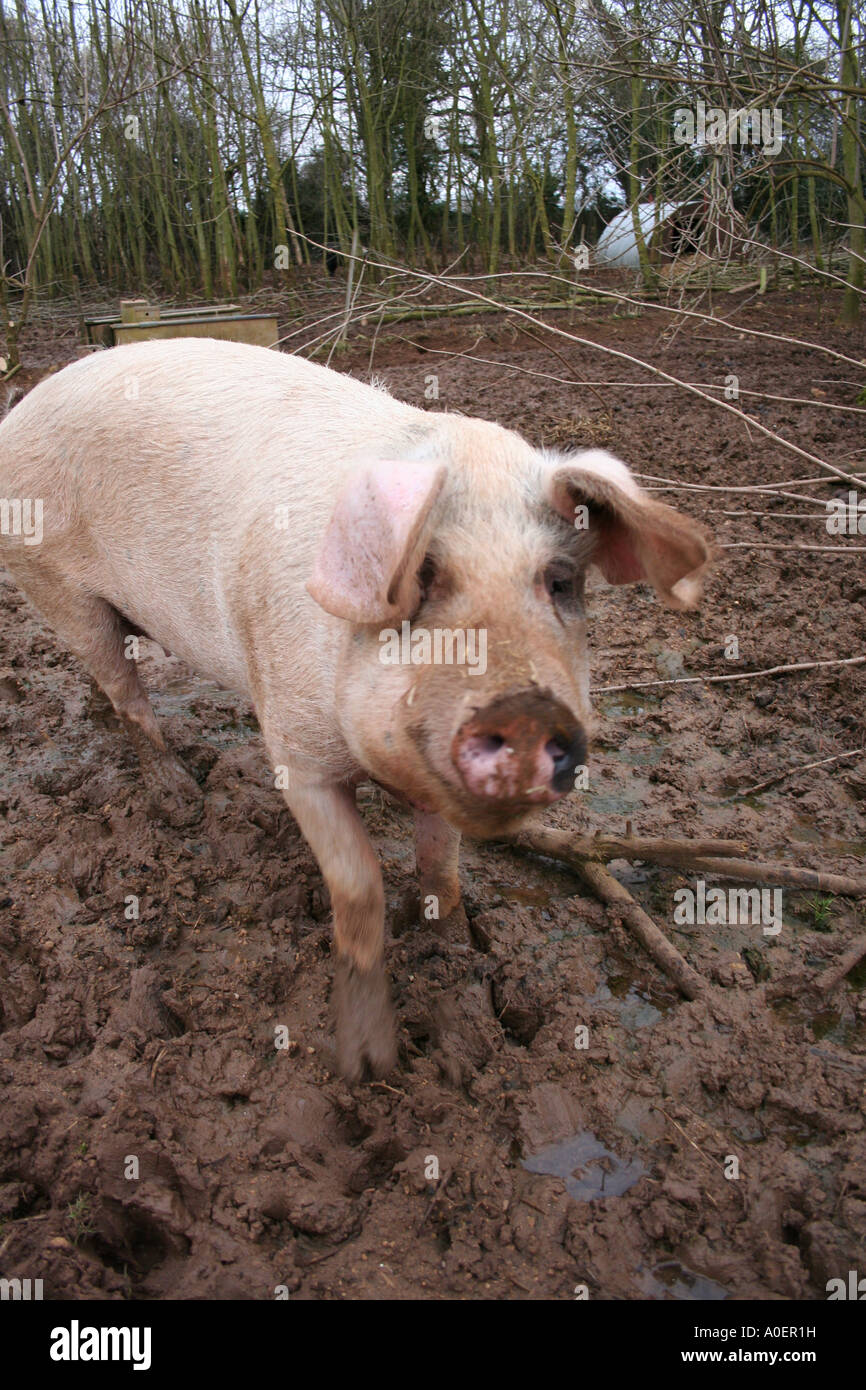 Welsh White Saddleback Cross Pig Stock Photo - Alamy