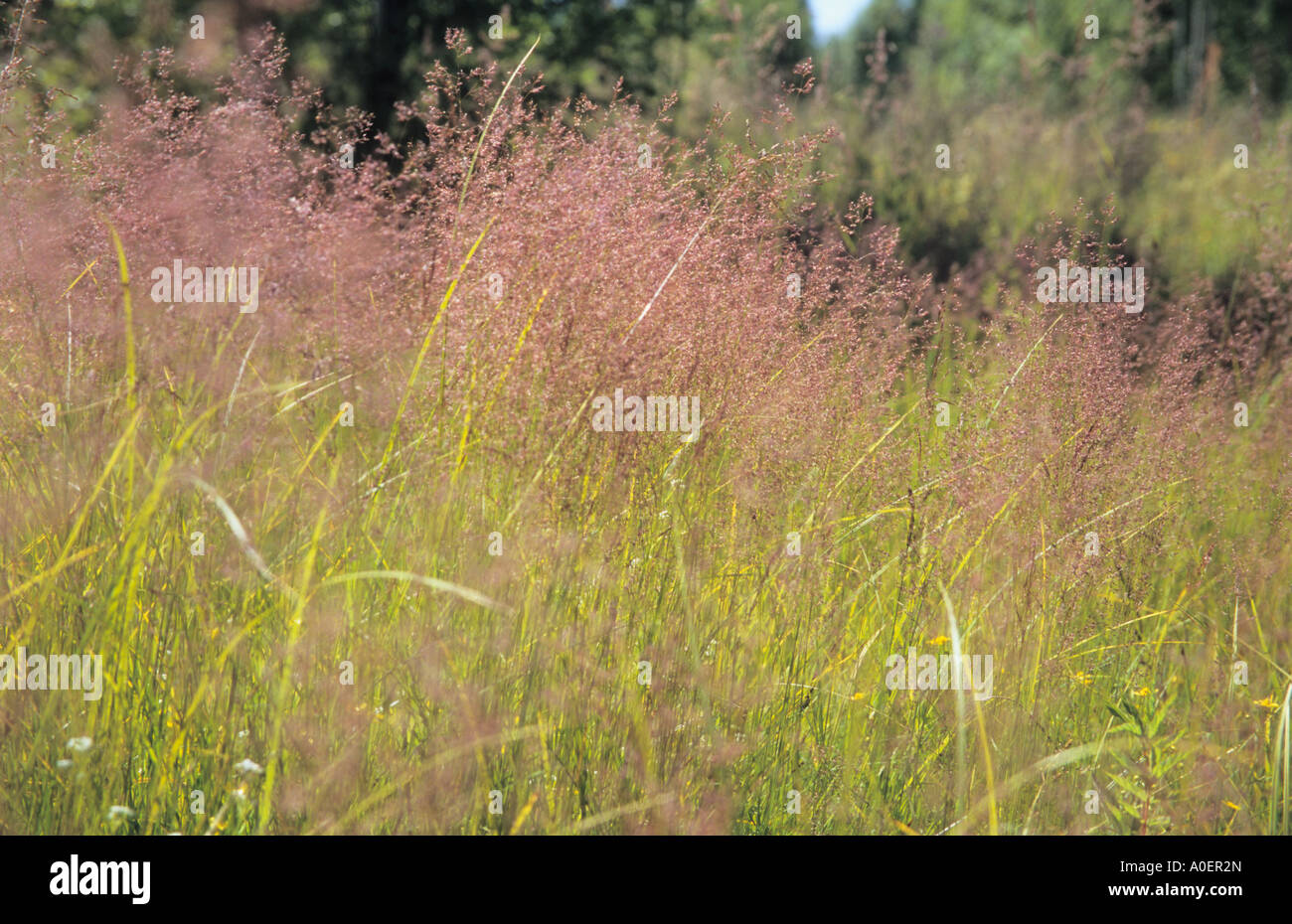 Gramineous plant hi-res stock photography and images - Alamy