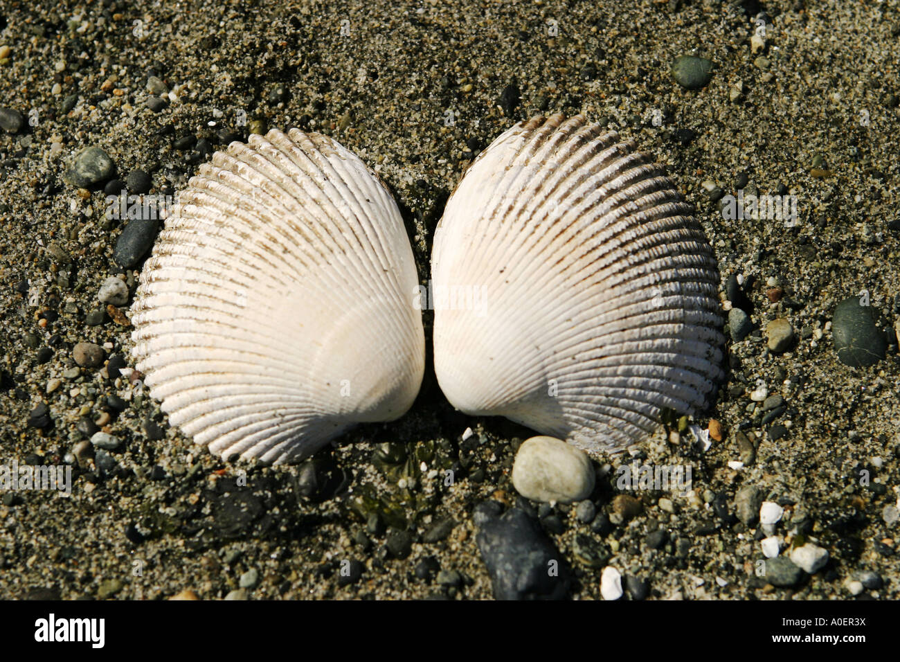 Two clam shells lying on a beach surrounded by sand and pebbles Stock ...