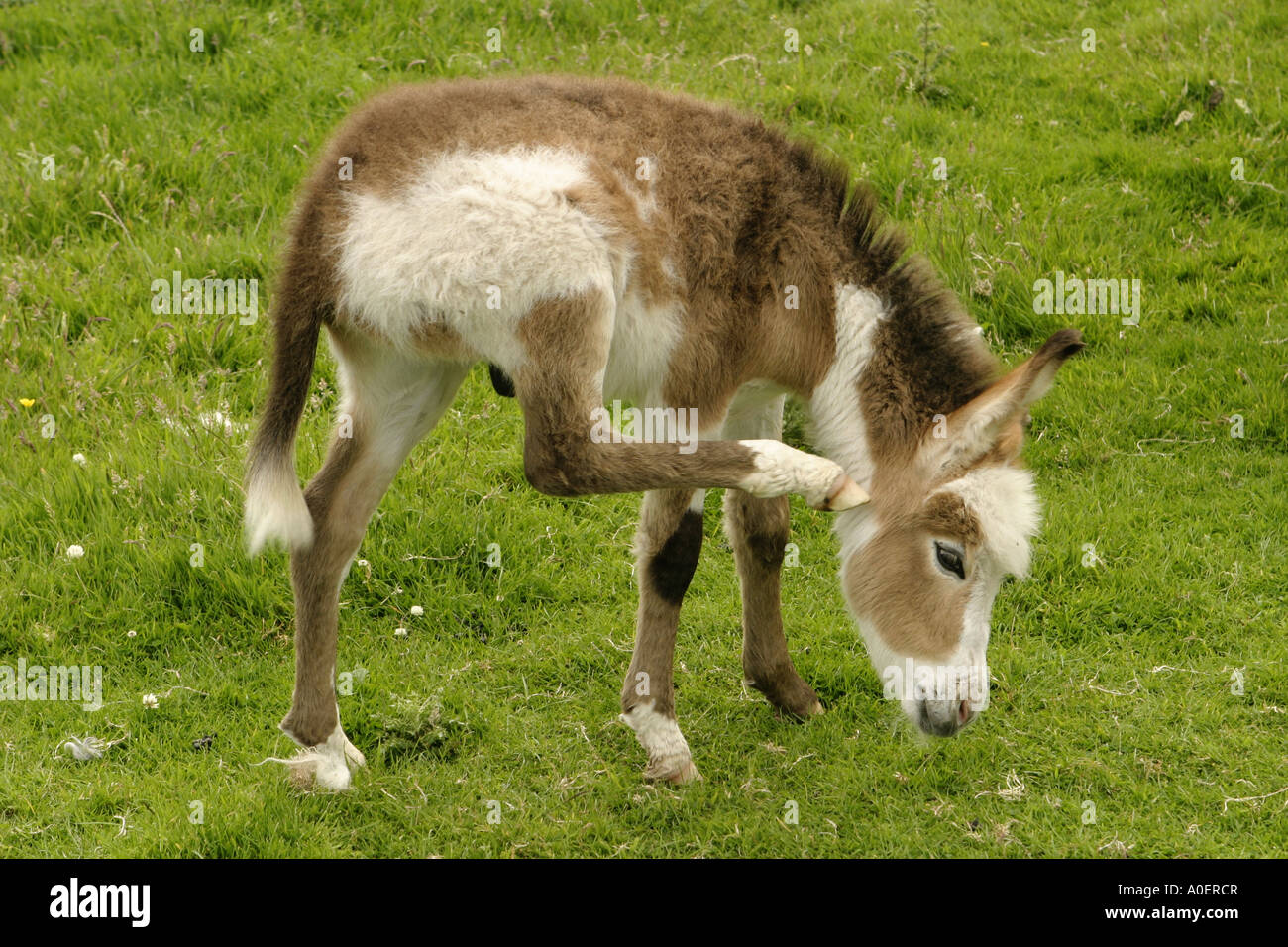 Donkey leg hi-res stock photography and images - Alamy