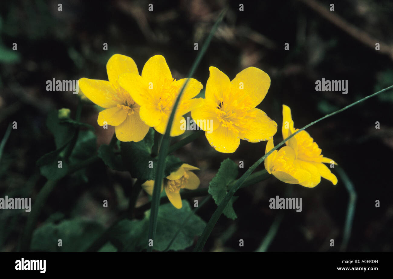 Beautiful yellow marsh marigold hi-res stock photography and images - Alamy