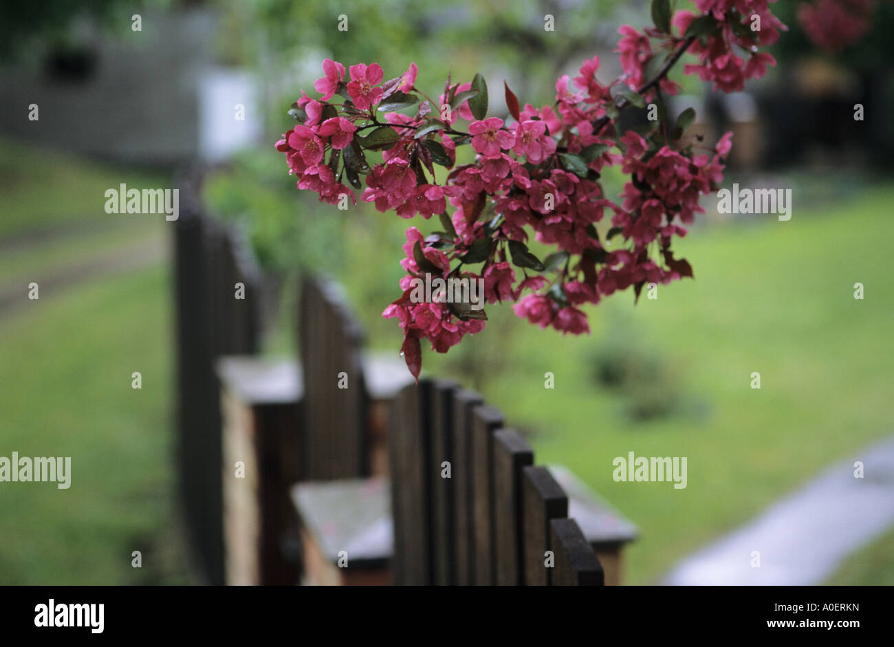 Crab apple tree blossom sort variety red Stock Photo - Alamy