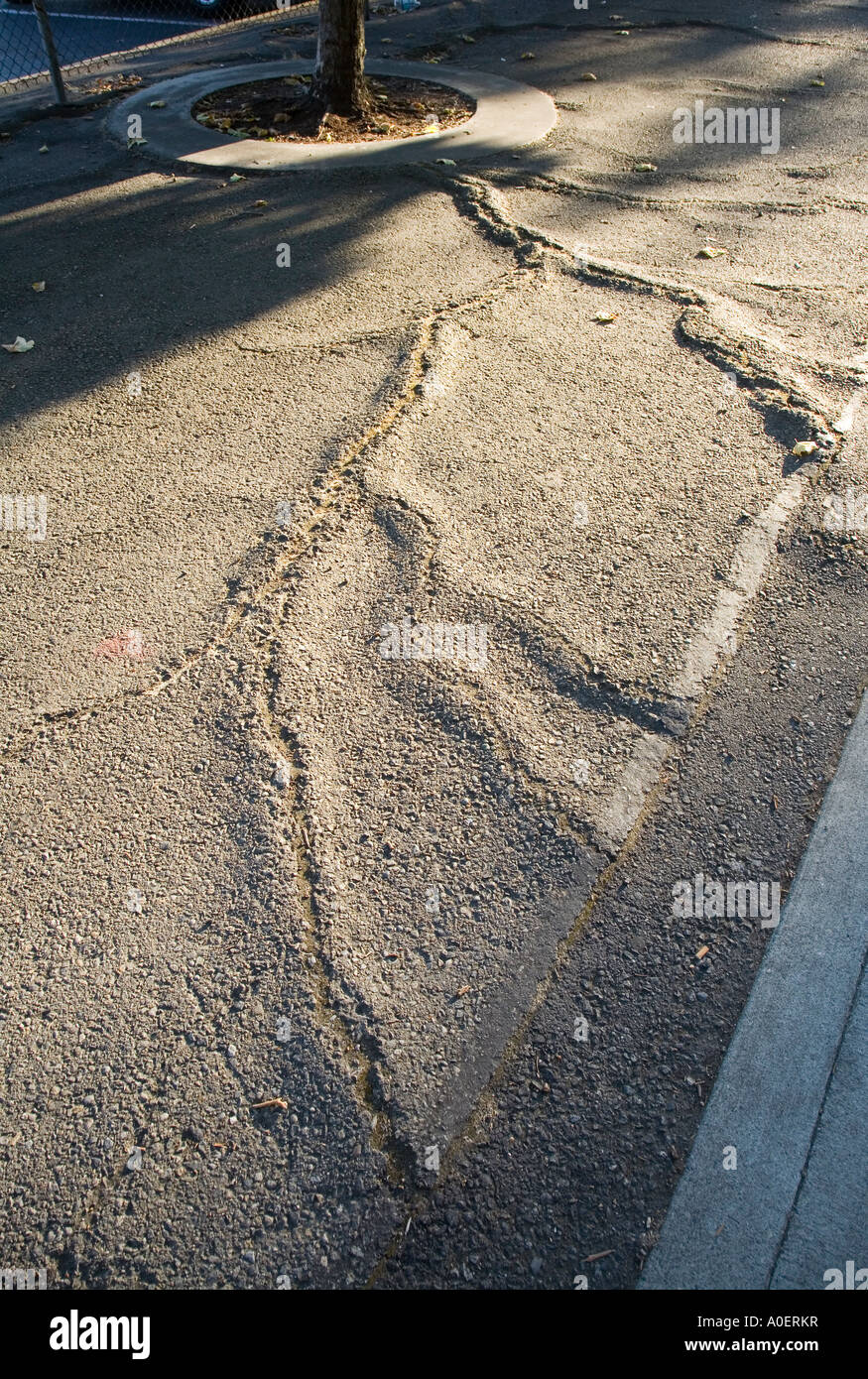 Tree roots pavement hi-res stock photography and images - Alamy