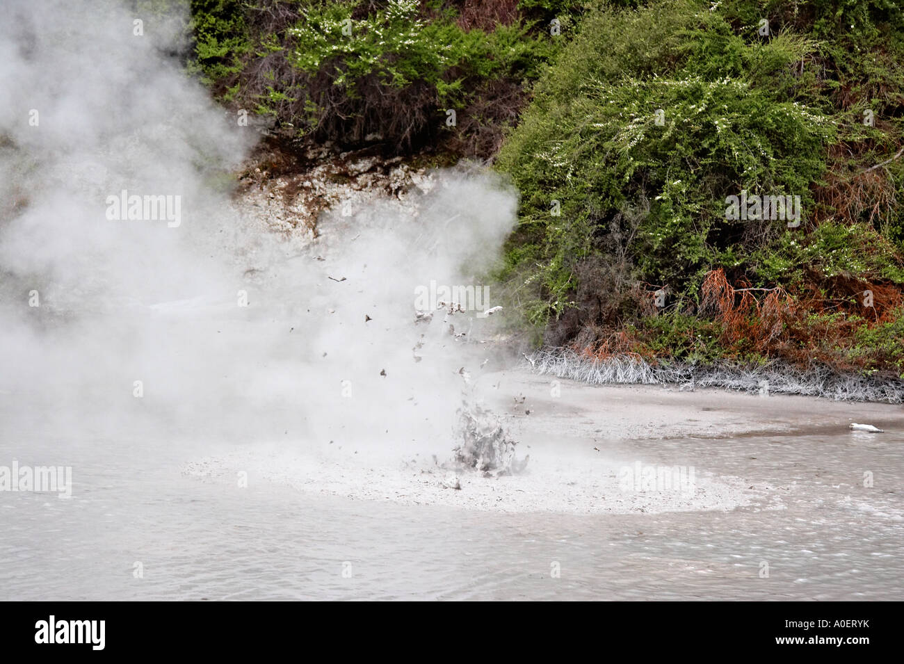 Hot mud pools, North Island, New Zealand Stock Photo - Alamy