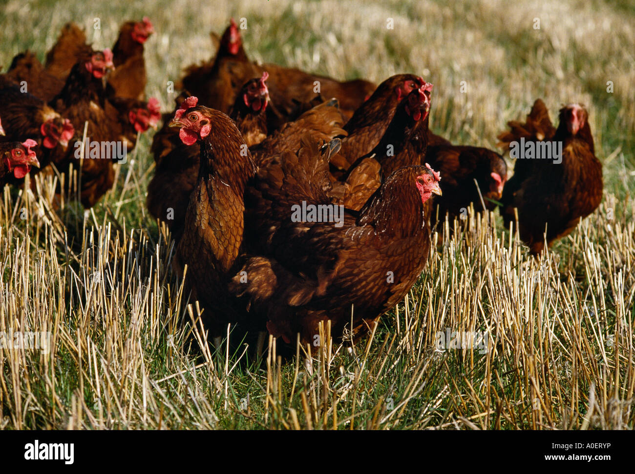 RHODE ISLAND RED FREE RANGE HENS IN FIELD OF STUBBLE UK EUROPE Stock ...