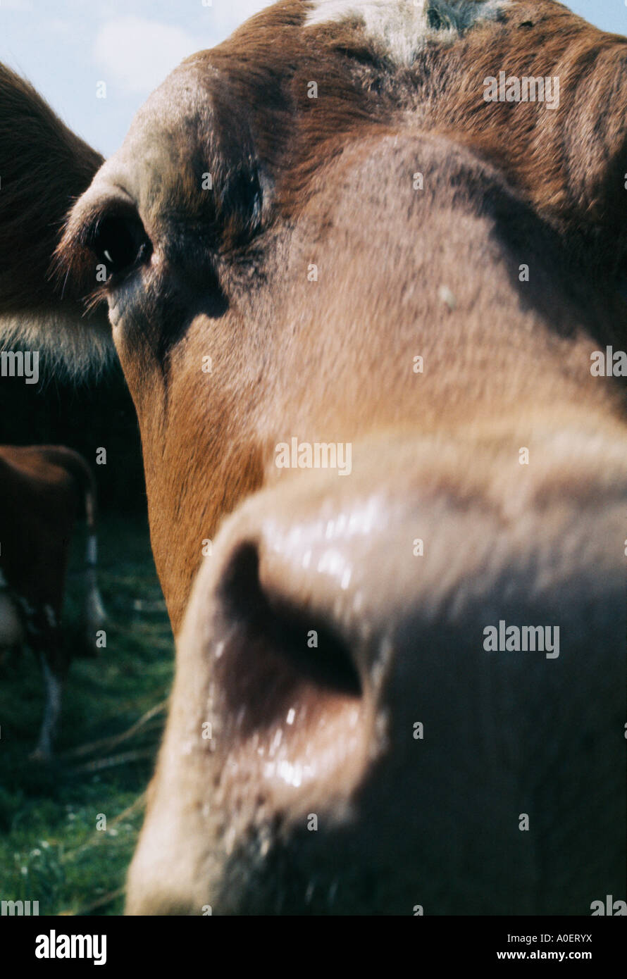 CLOSE UP OF DAIRY COW'S NOSE EYE AND HEAD Stock Photo - Alamy