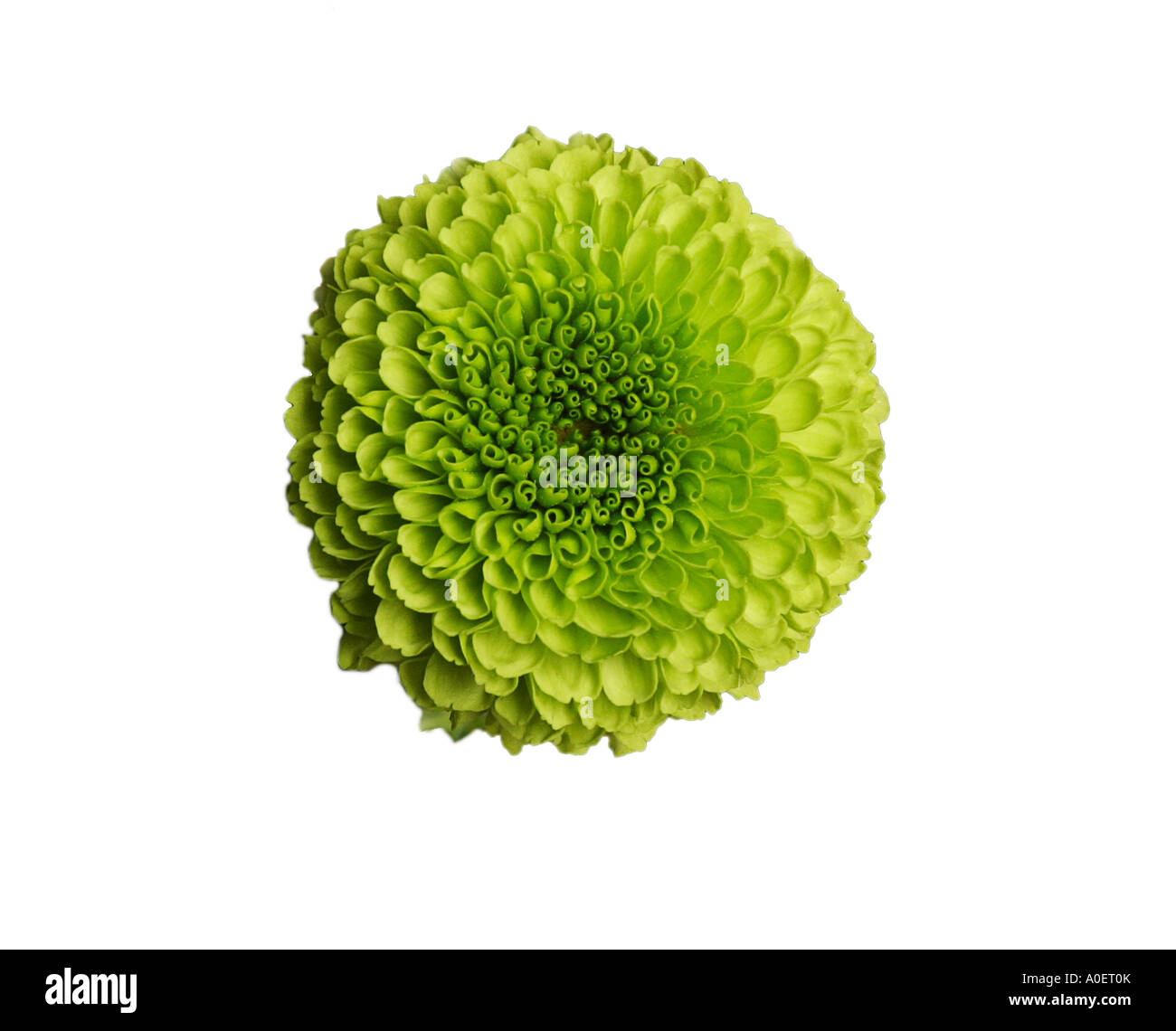 Head flower Cut Out Stock Images & Pictures - Alamy