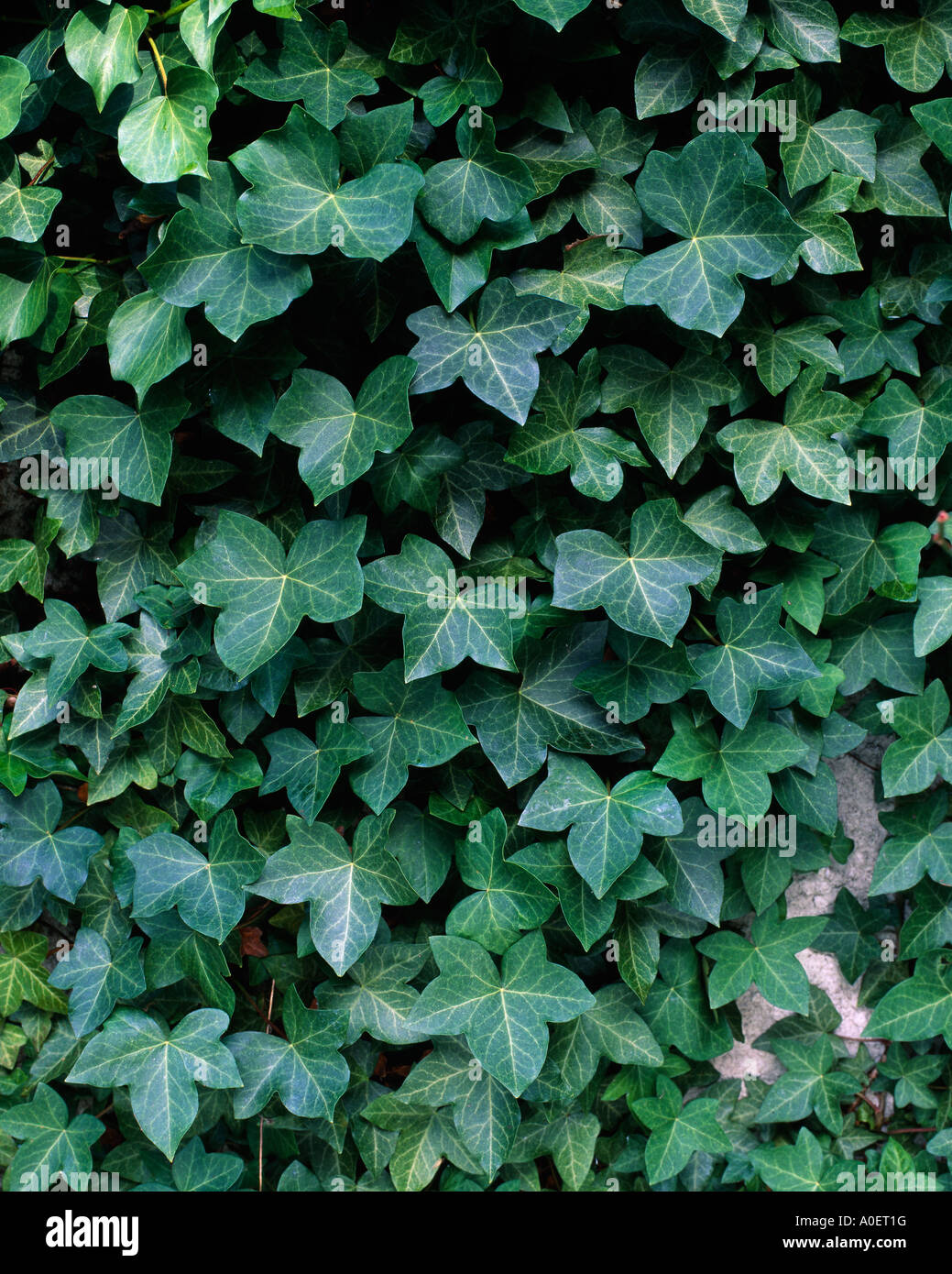 A mass of leaves hi-res stock photography and images - Alamy