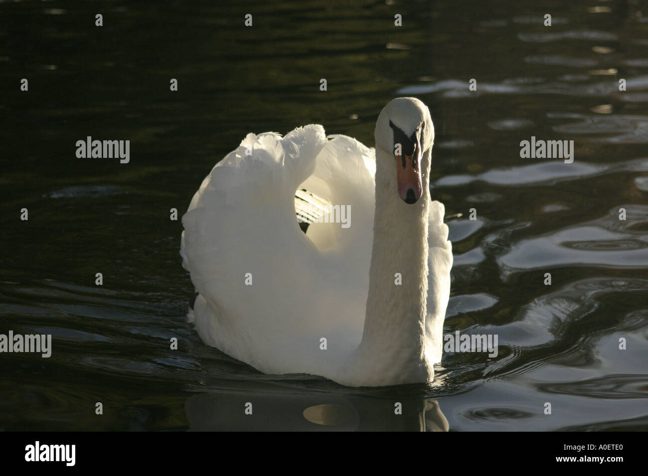 Swan on Lake Birds Natural World Wales Stock Photo - Alamy