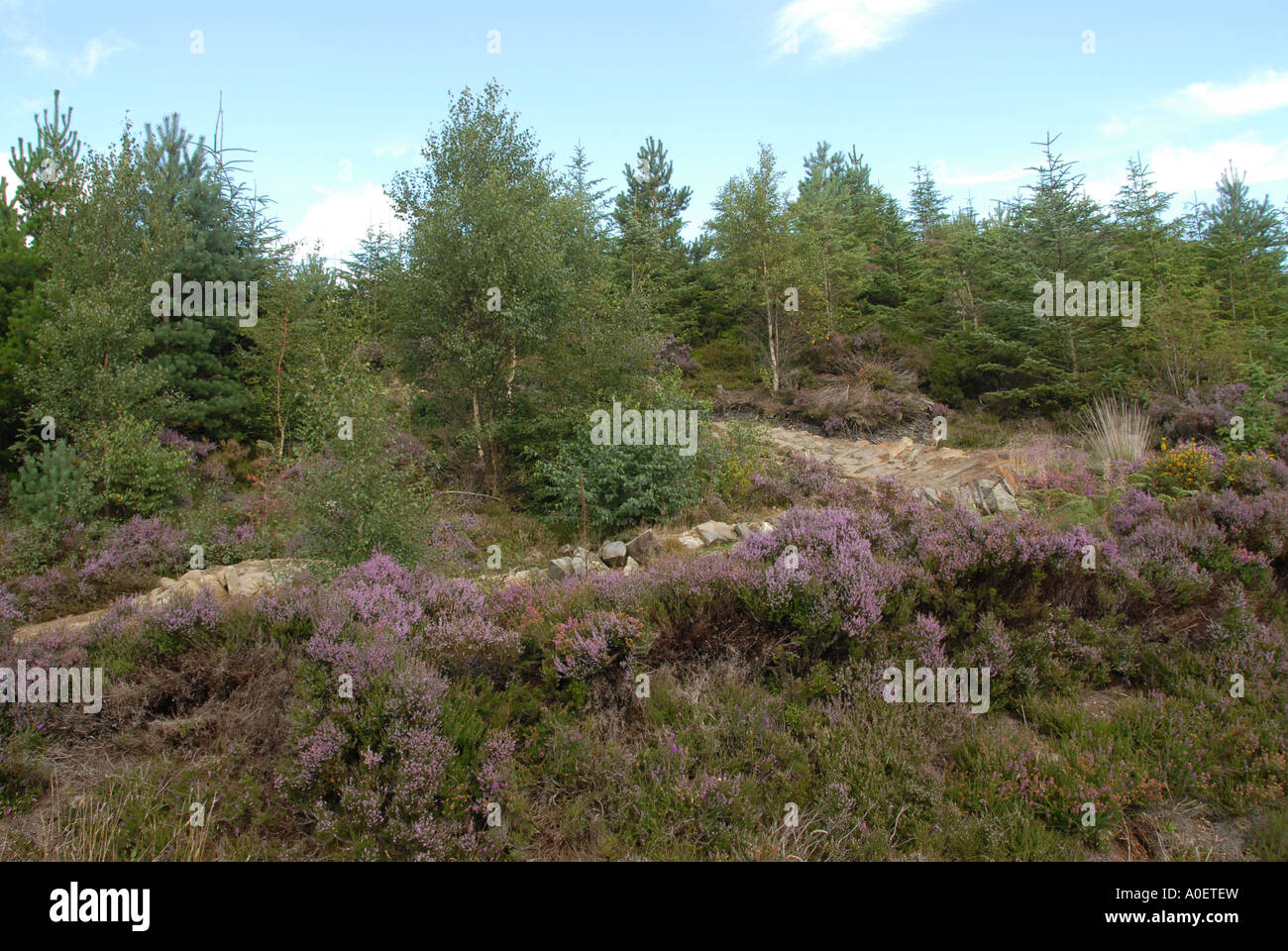 Trees and Plants in Summer Gwydyr Forest Snowdonia North West Wales ...