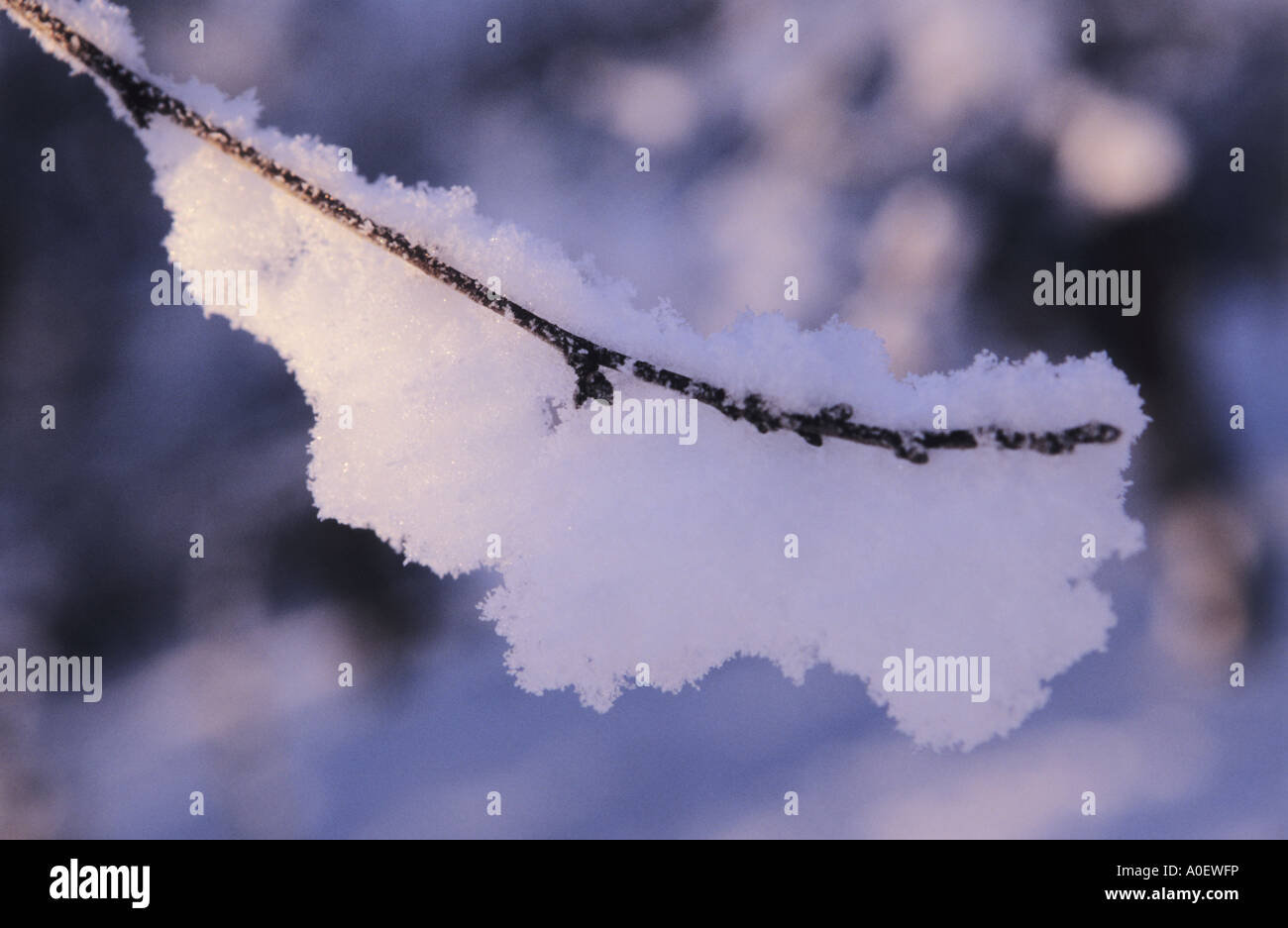 Snow covered twig Stock Photo - Alamy