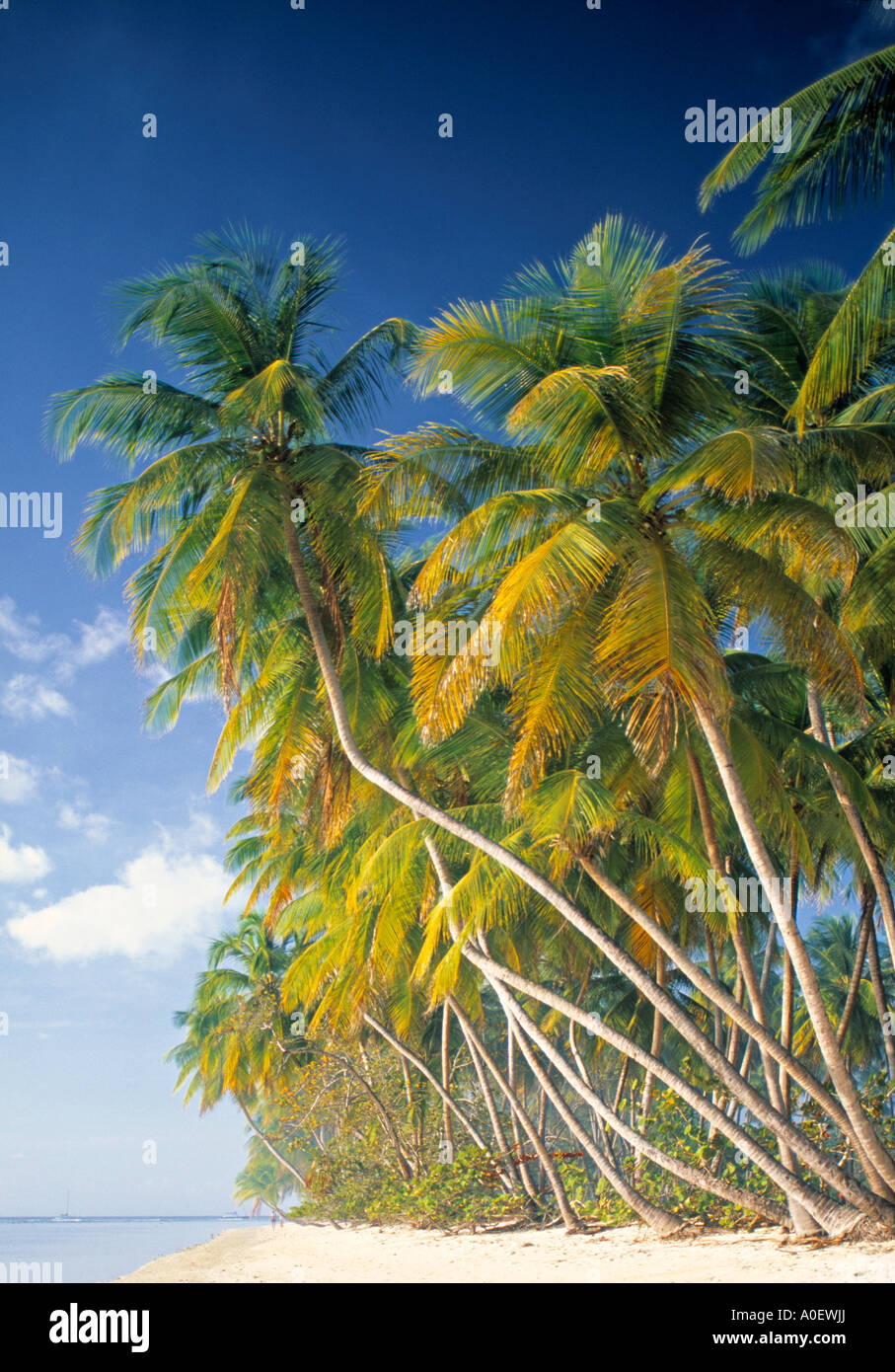 Pigeon Point Tobago Stock Photo - Alamy