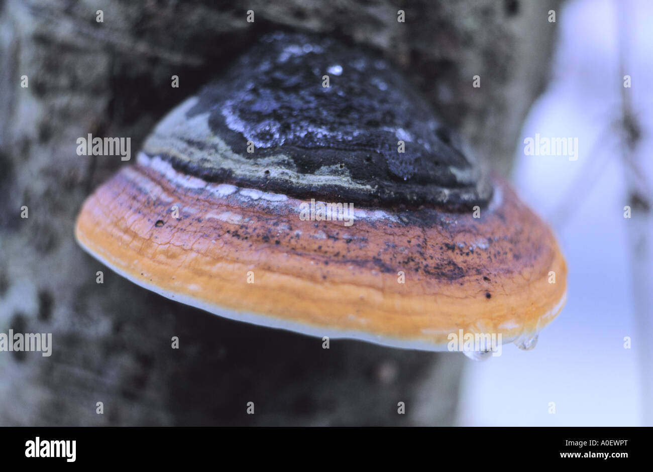 Close up of Red belted Polypore Fomitosis pinicola Stock Photo - Alamy