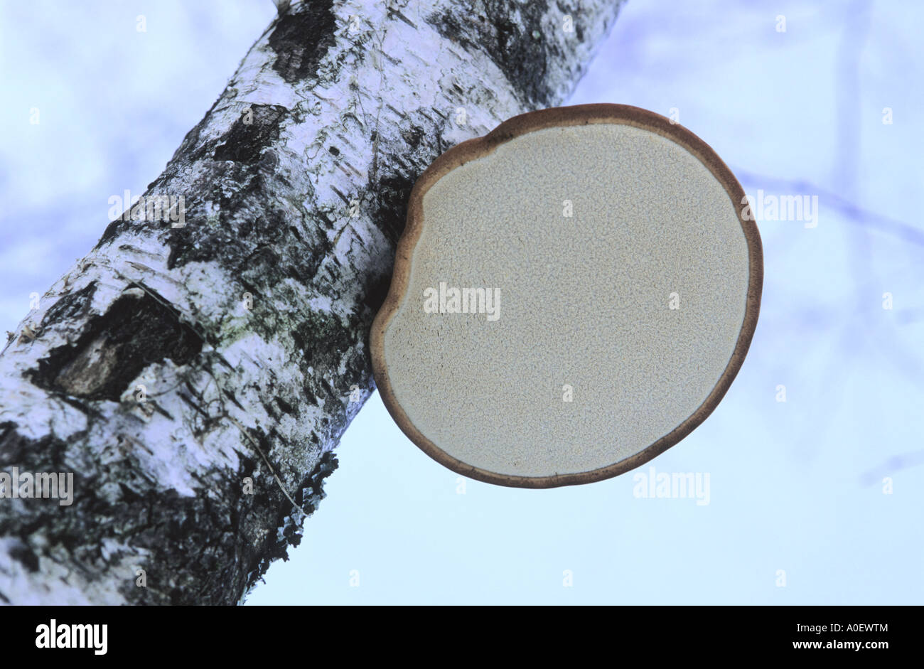 Birch Polypore Piptoporus betulinus on tree stem Stock Photo - Alamy