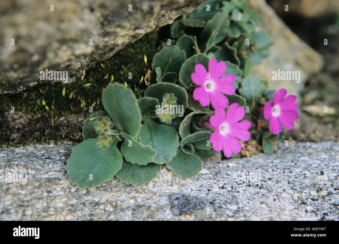 Primula hirsuta hi-res stock photography and images - Alamy