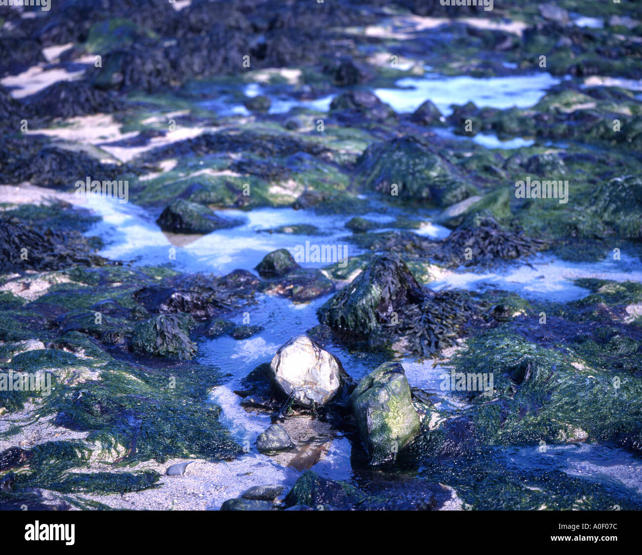 Rock pools with seaweed St Ives, Cornwall UK Stock Photo - Alamy