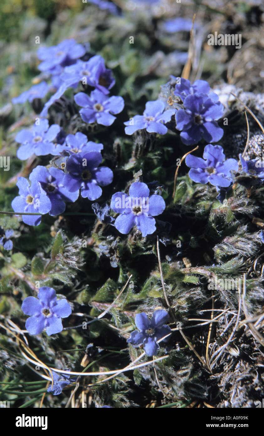 Tuft flower hi-res stock photography and images - Alamy