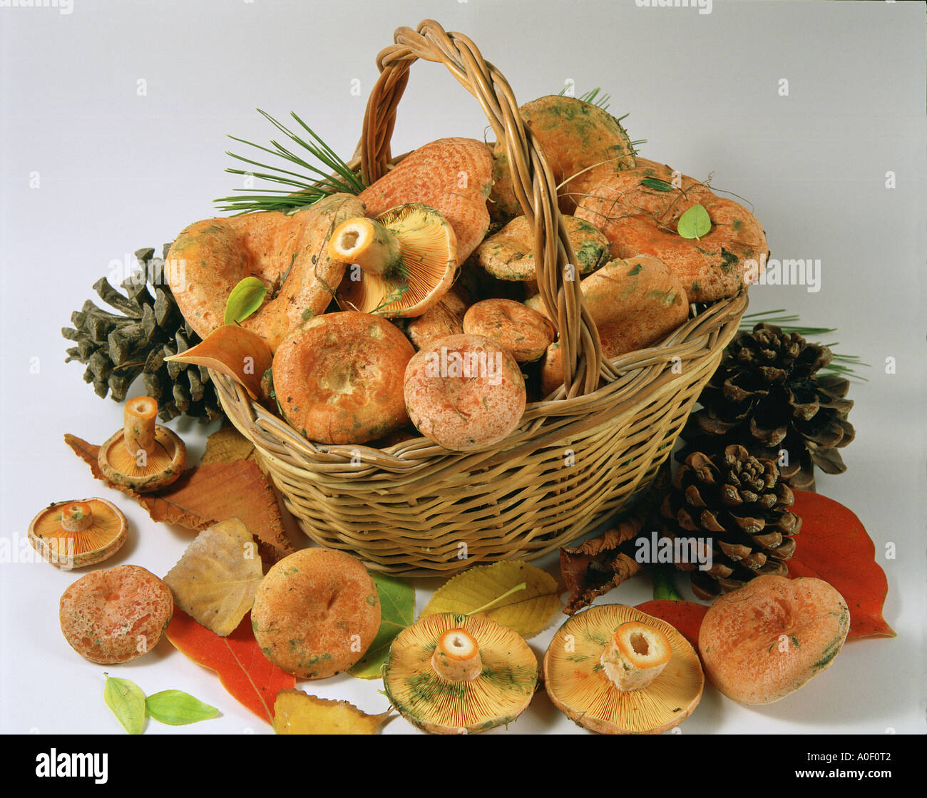 Mushrooms Saffron milk-cap (Lactarius deliciosus Stock Photo - Alamy