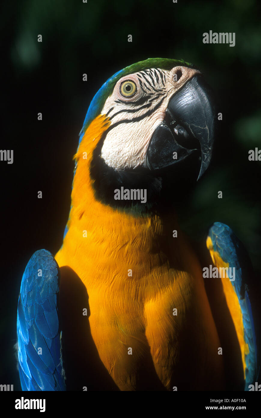 Blue Macaw in the tropics Stock Photo - Alamy