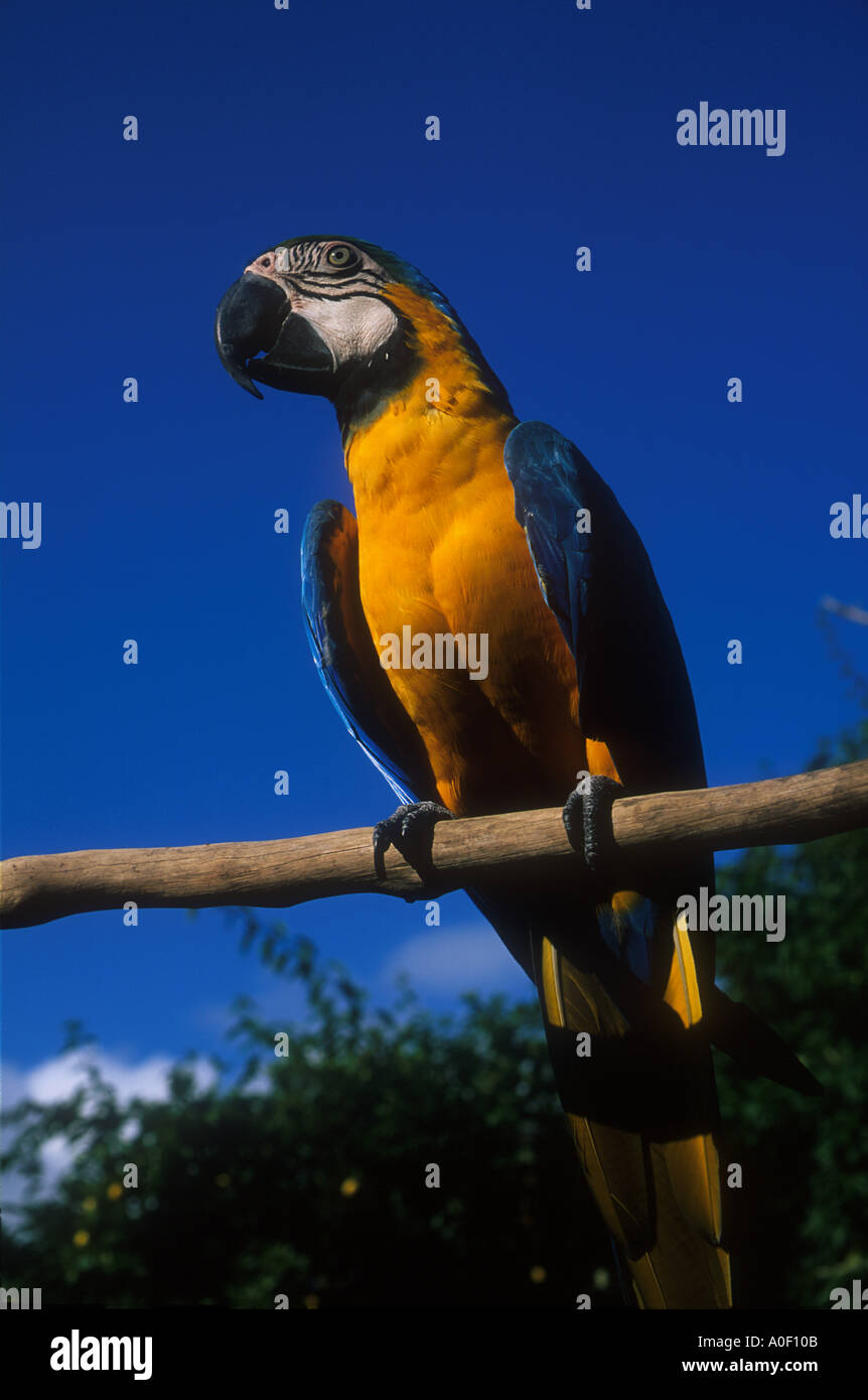 Blue Macaw in the tropics Stock Photo - Alamy