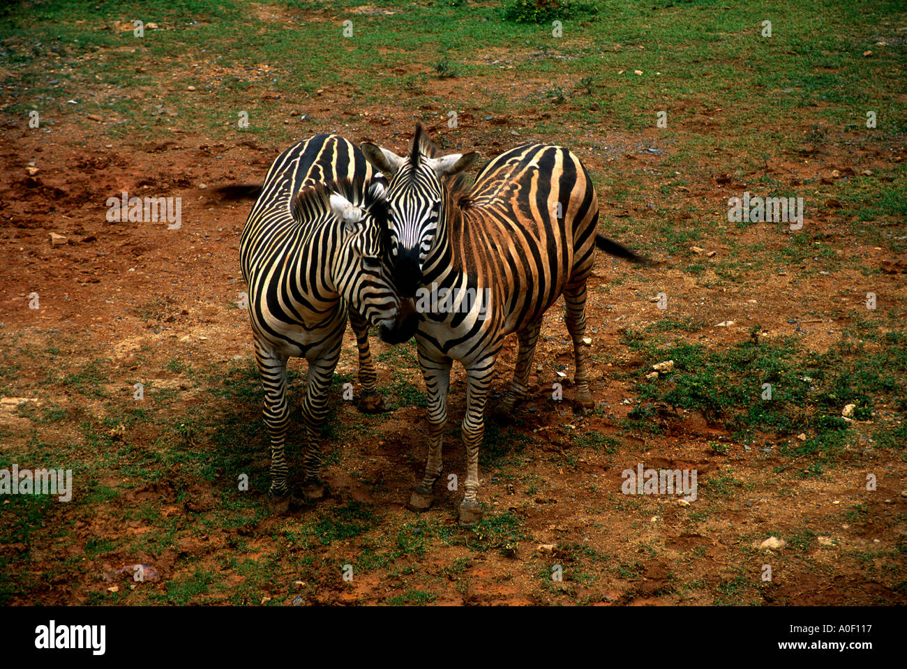 Two zebras nuzzling each other Stock Photo - Alamy