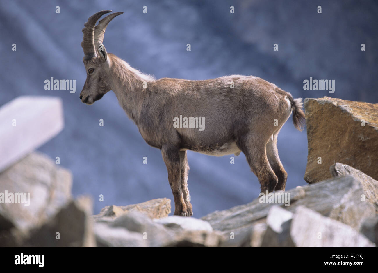 Alpine Steinbok Capra ibex in Alps Switzerland Stock Photo - Alamy