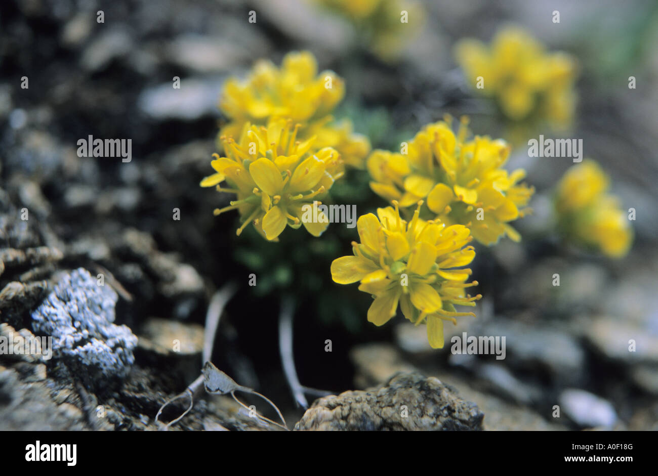 Close up of Yellow Whitlowgrass Stock Photo - Alamy