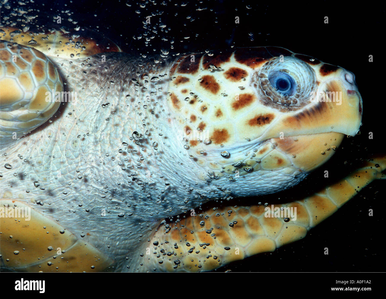 Ugly sea shell hi-res stock photography and images - Alamy