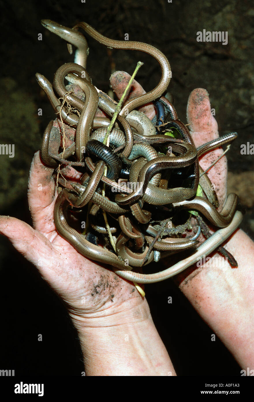 many slow worm worms two hands holding mass of slowworms Stock Photo ...